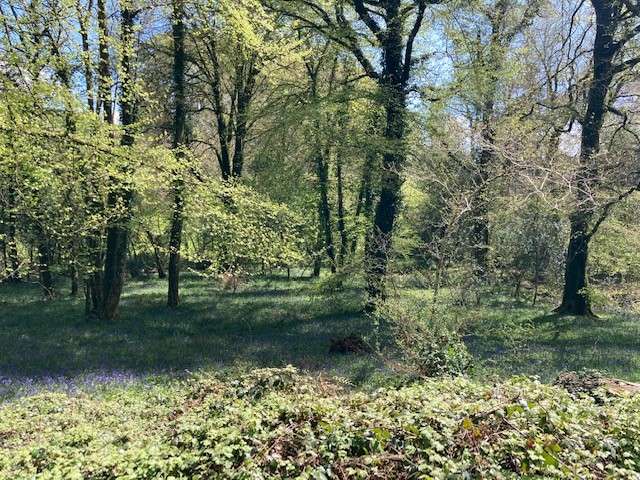 Devon Nature Club: An Easy Way to Regularly Give Back to Nature - Devon ...